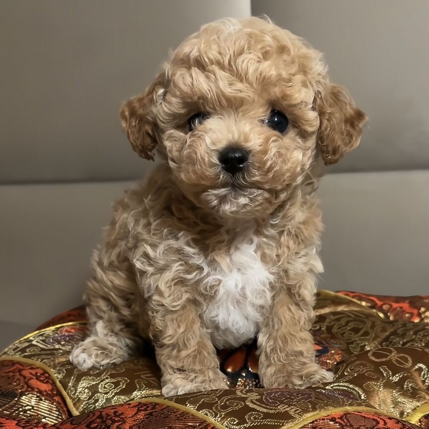 Мальтипу, щенок