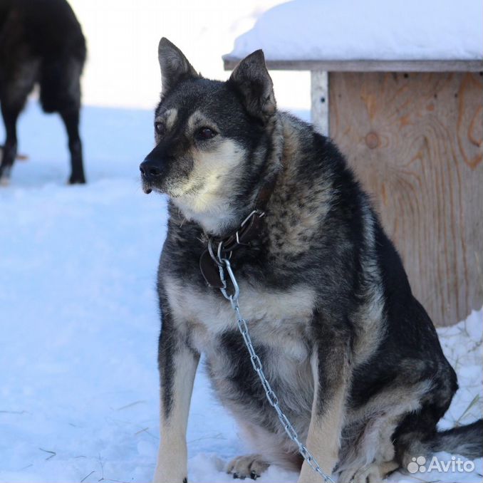 Собака Чара в добрые руки
