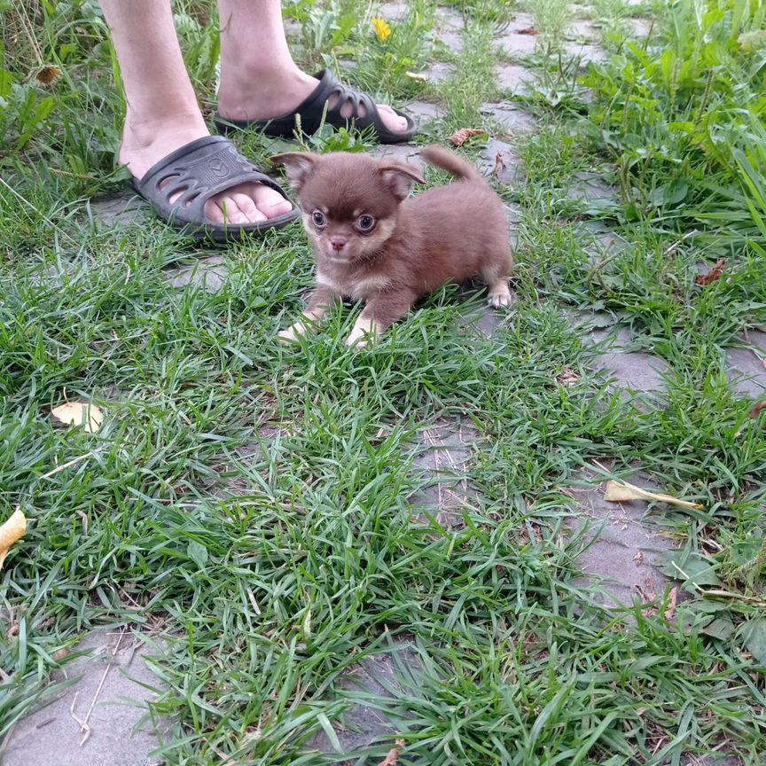 Крутышки чихуахуа