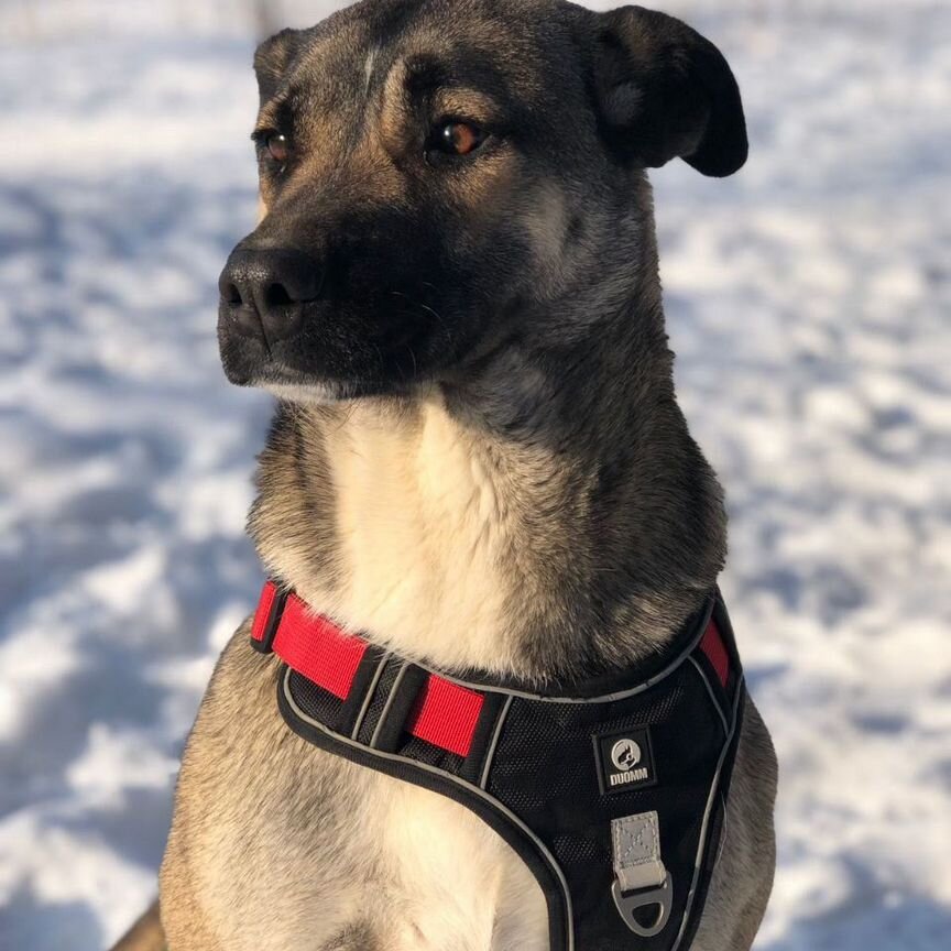 Трогательная собака Герра из приюта