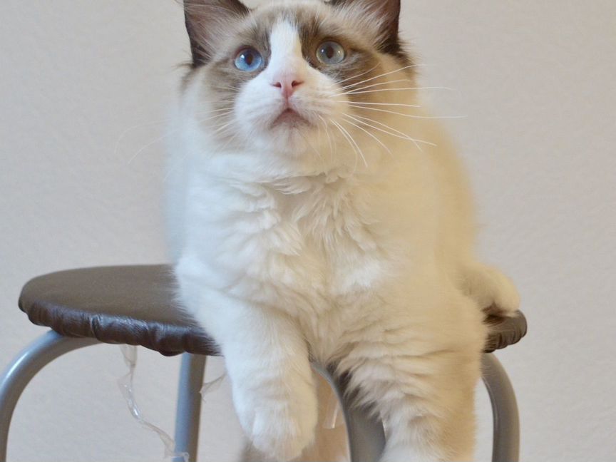 Мальчики регдолл с документами