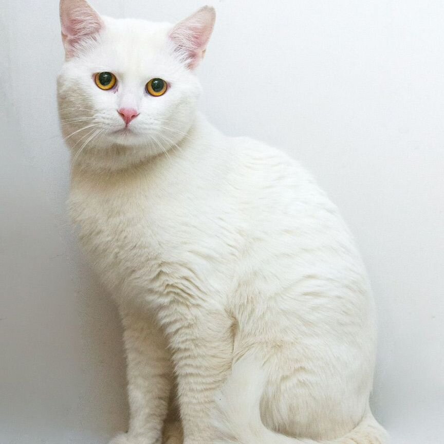 Белый кот красавец