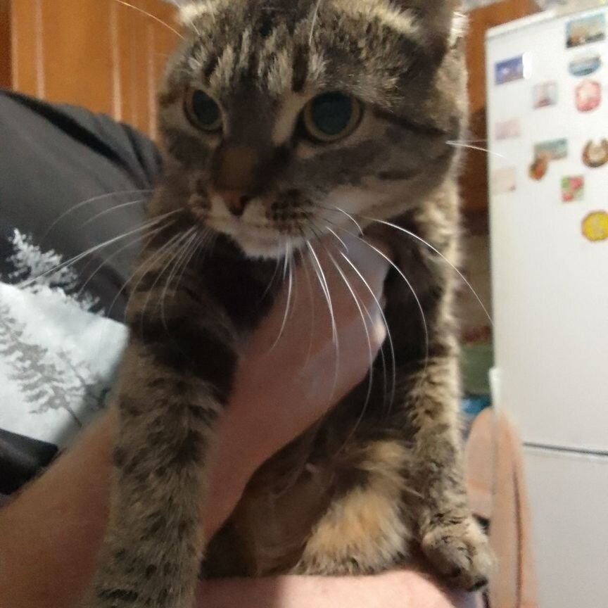 Домашние животные кошки