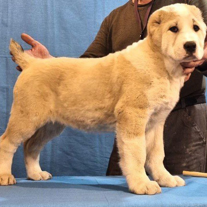 Щенки Алабая