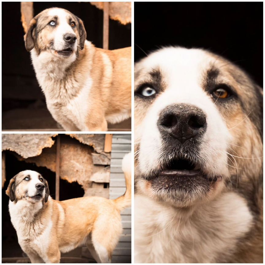 Охранник и друг в частный дом