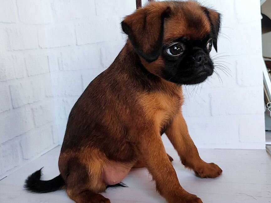 Пти брабансон девочка РКФ