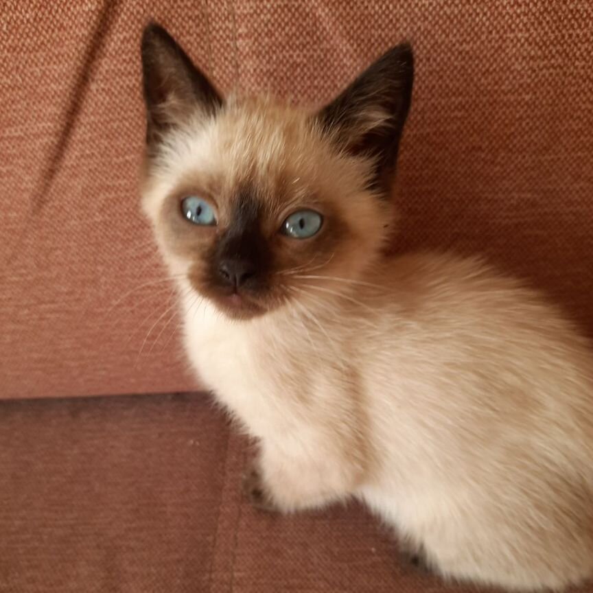Котенок сиамский