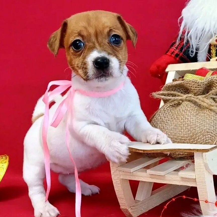 Джек-рассел-терьер, щенок