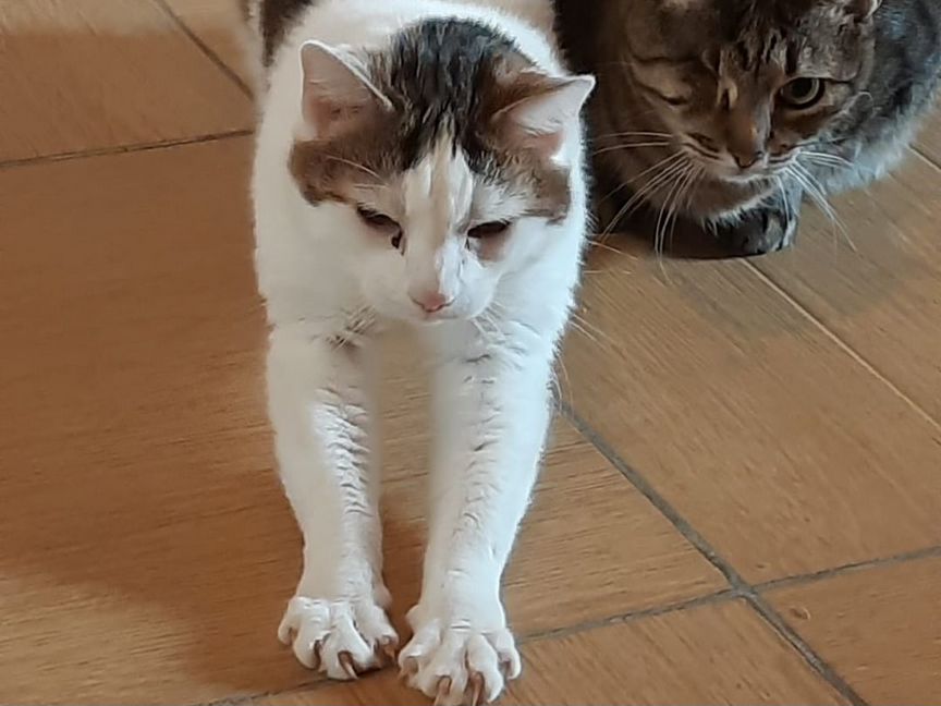 Котики в добрые руки
