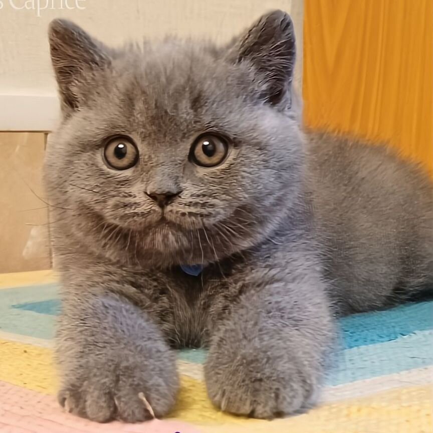 Британский короткошёрстный котёнок