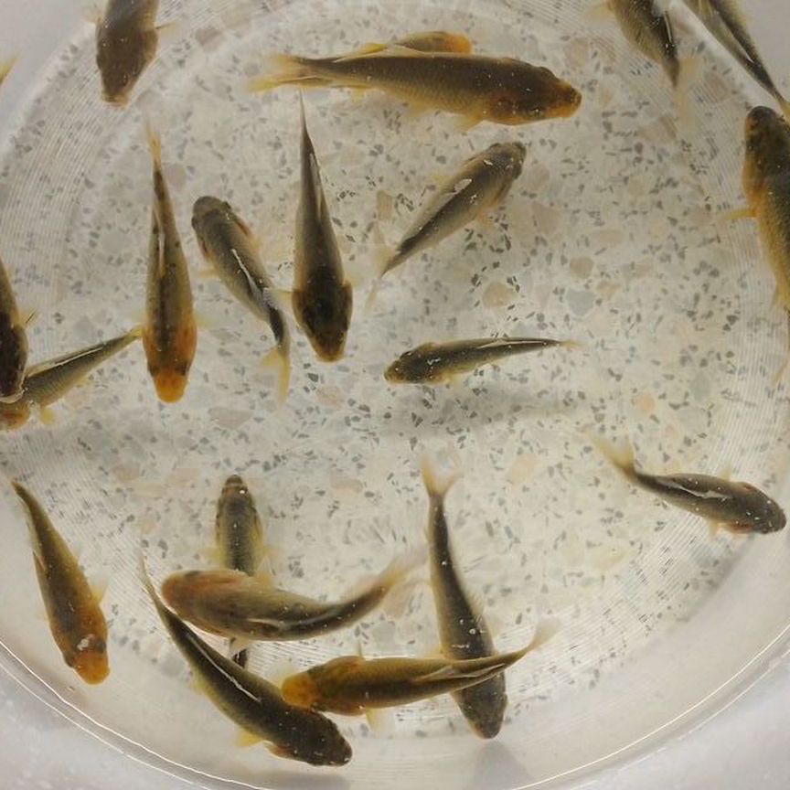 Мальки карпа кои