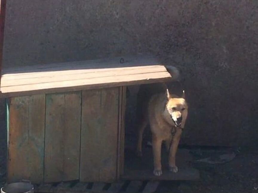 Собака для охраны кобель