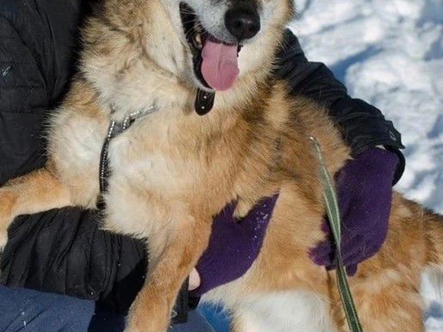 Жулька классная собачка в семью