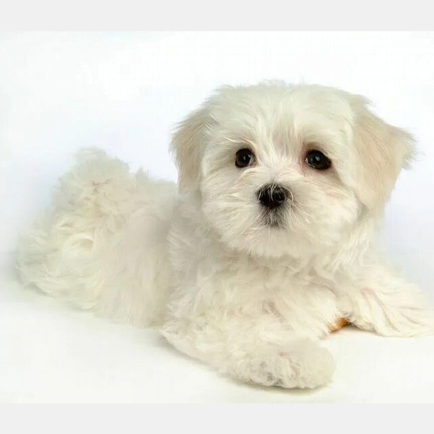 Щенки мальтипу f1 и мальтийской болонки