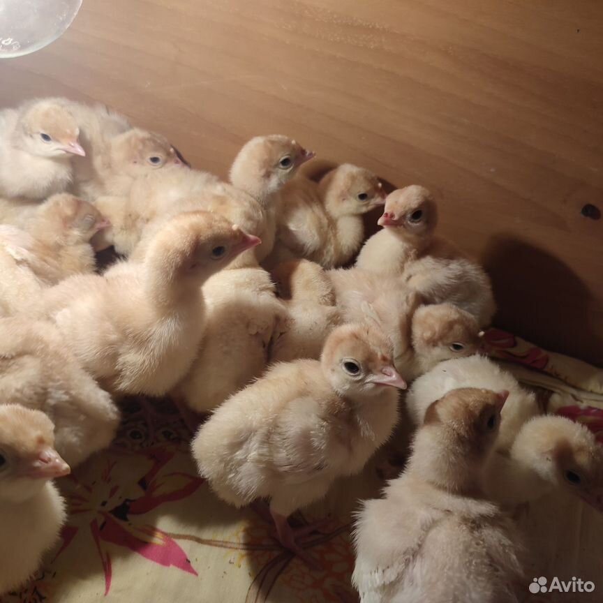 Индюшата хайбрид конвертер