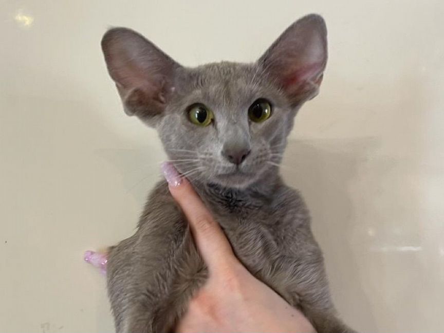 Ориентальная кошка