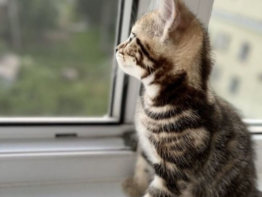 Шатланский котик