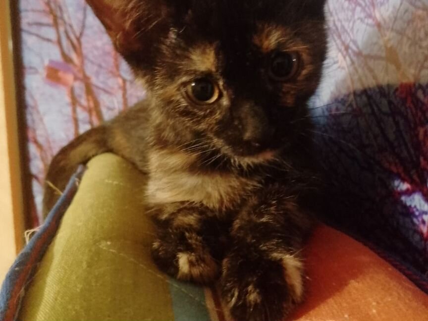 Котенок Эльза