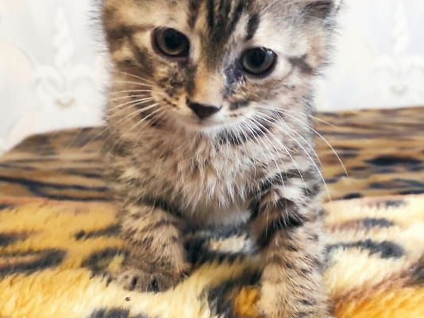 Котёнок в добрые ручки