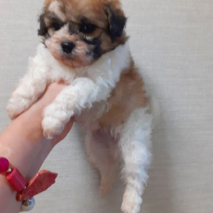 Мальтипу мальчик