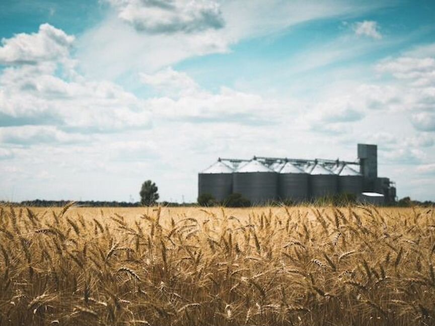 Зерно пшеница