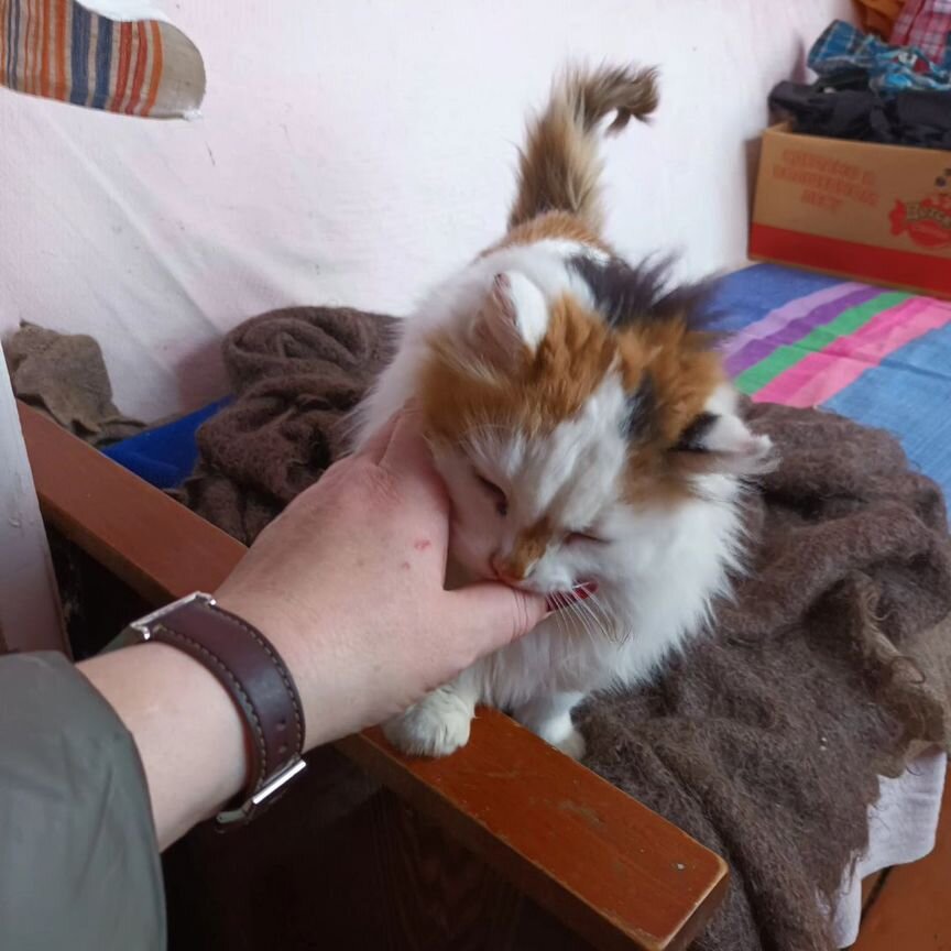 Кошечка потерялась