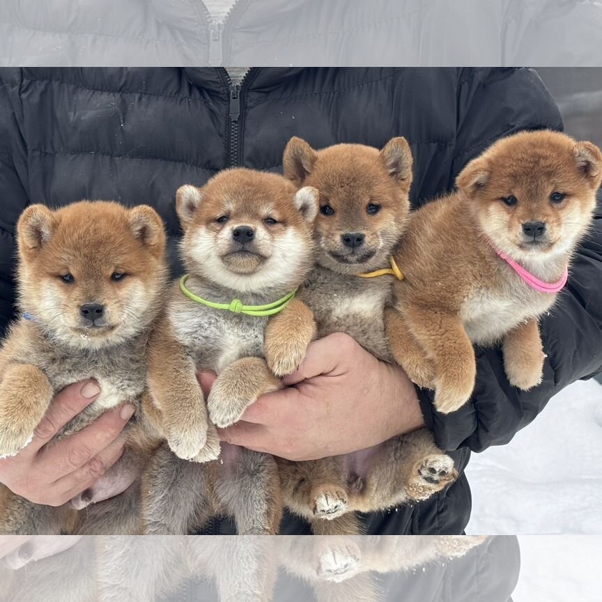 Сиба-ину, щенок