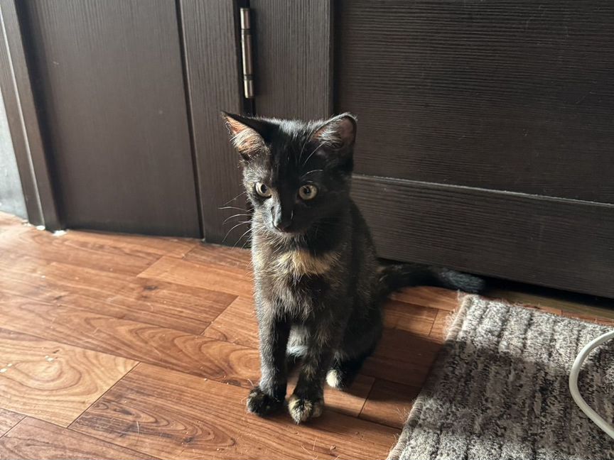 Котенок девочка 3 месяца