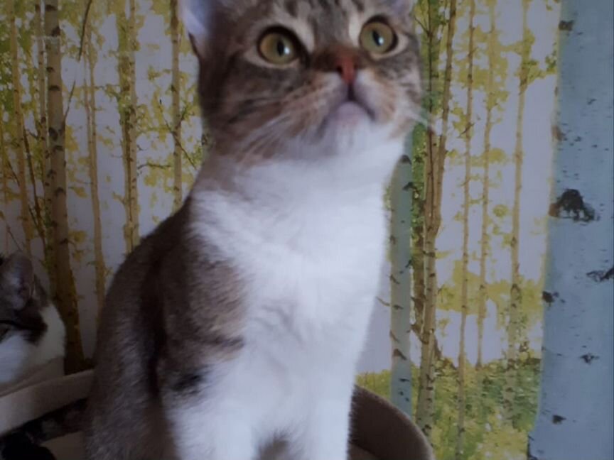 Кот