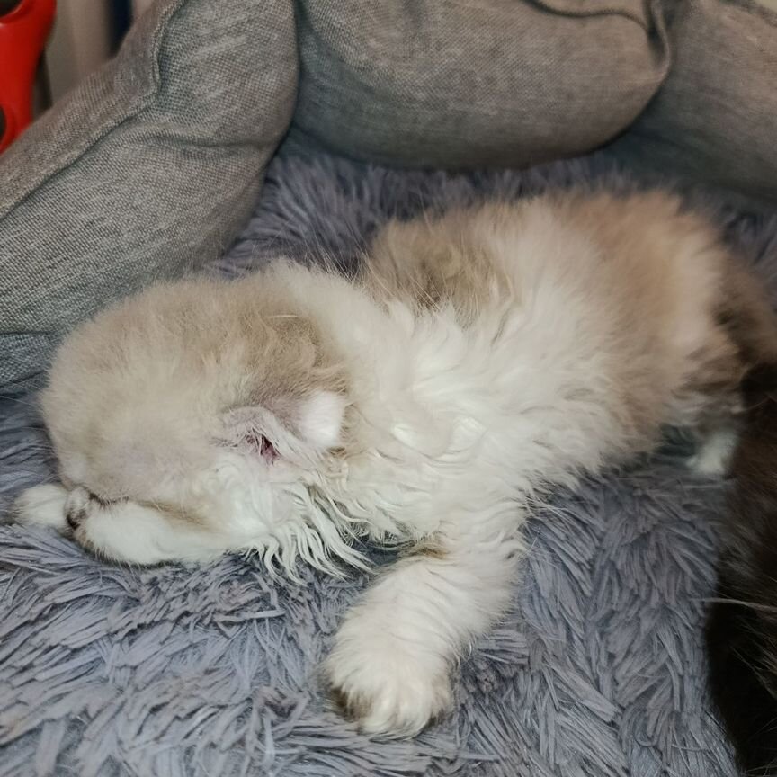 Шотландский вислоухий короткошёрстный котёнок