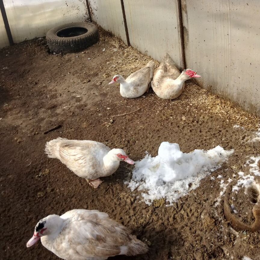 Семья индоутки