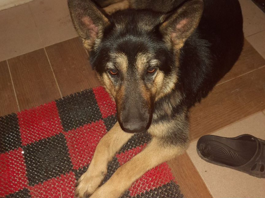 Восточноевропейская овчарка