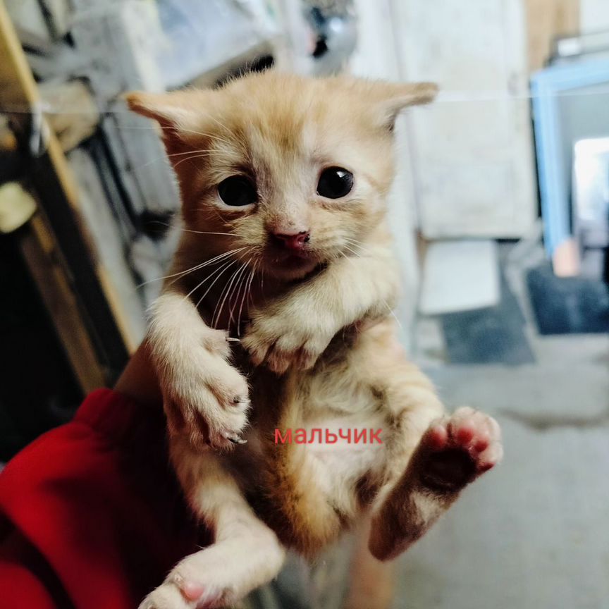 Котята в добрые руки