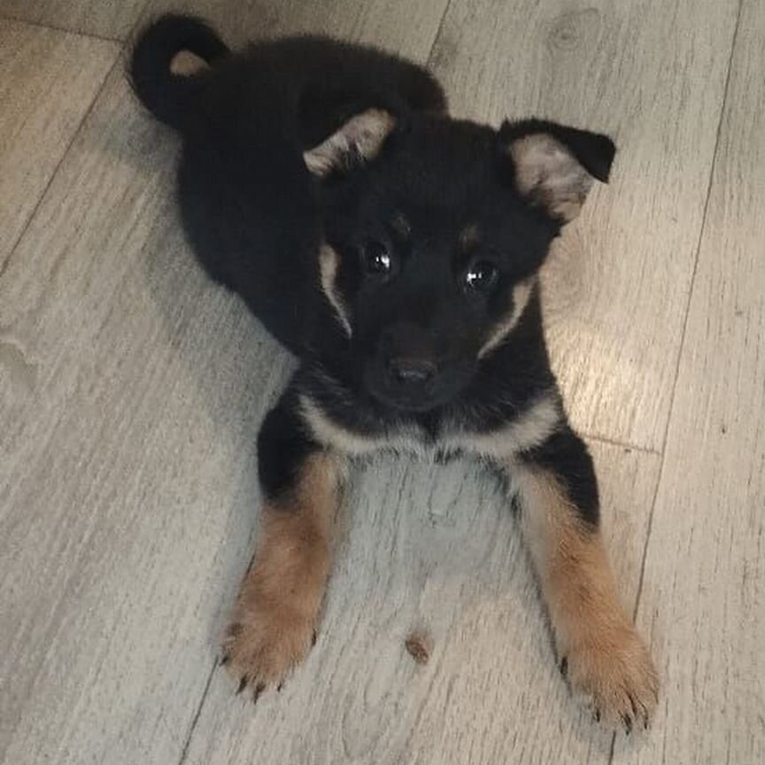 Щенок от частного владельца