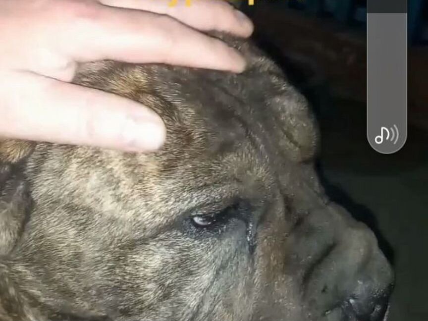 Ищем кобеля для вязки