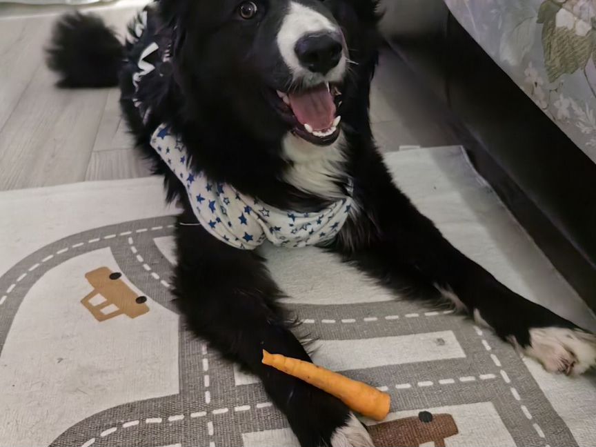 Собака в добрые руки отдам бесплатно