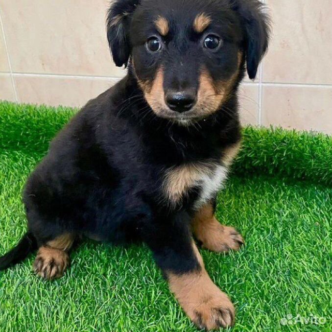 Девочка. Щенок. 2 мес, брошенка. Лазаревское