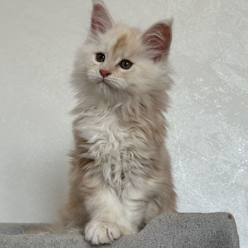 Мейн-кун котёнок