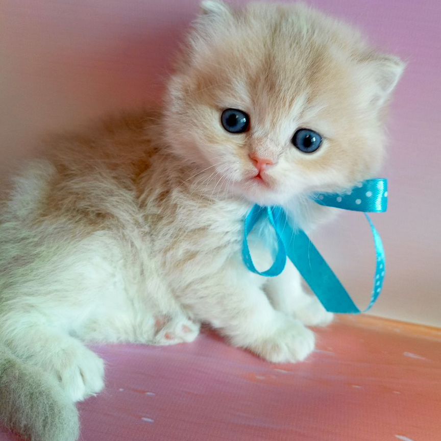 Шотландские котята лиловое золото