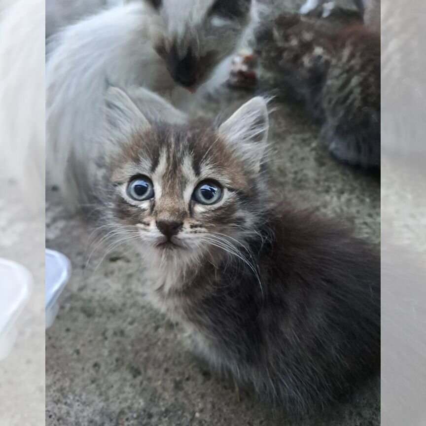 Котёнок в добрые руки