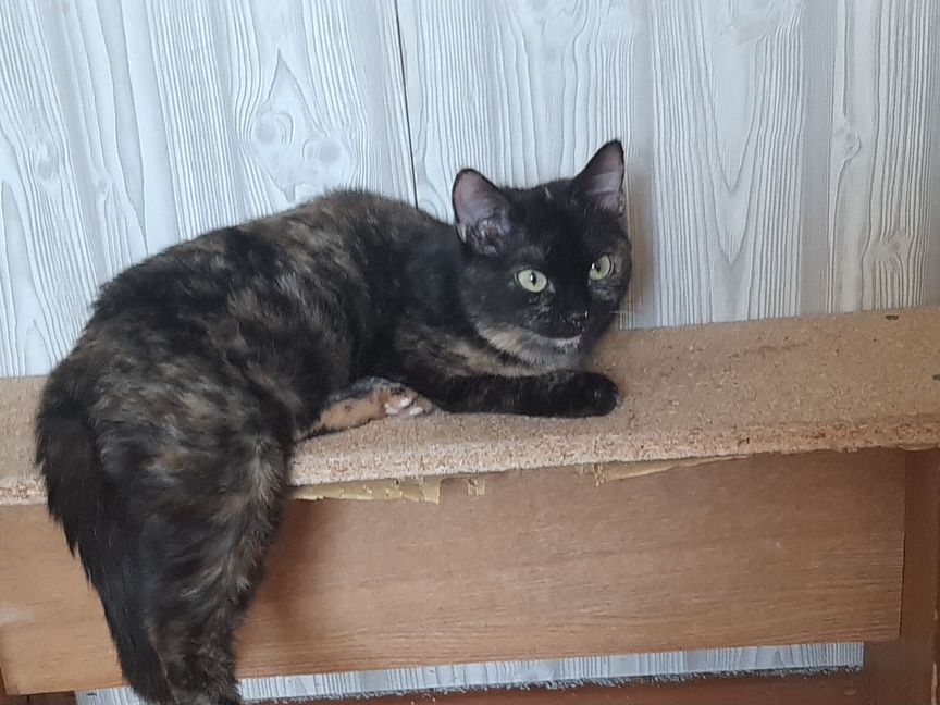 Кошка