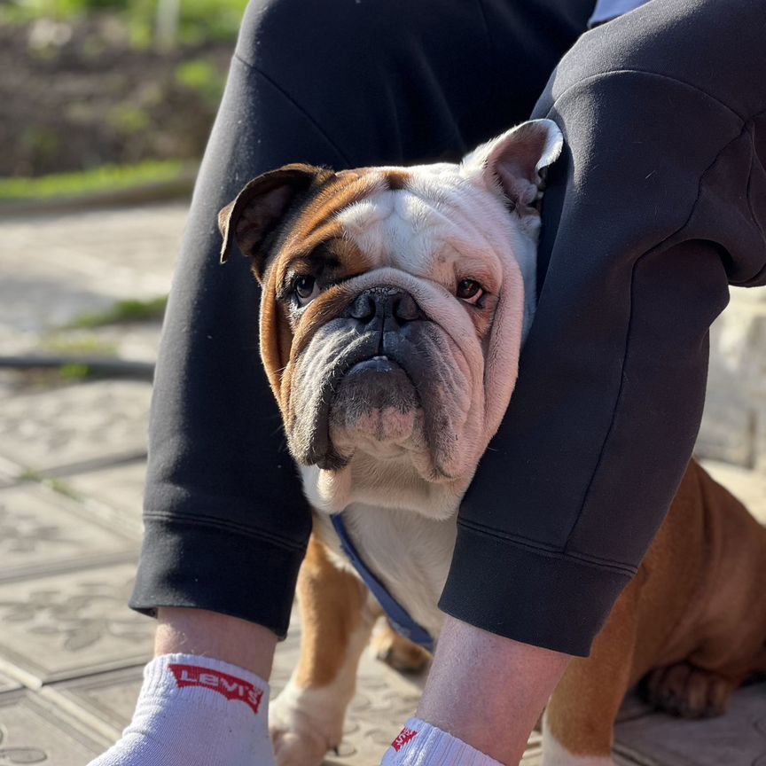 Английский бульдог, взрослый пёс