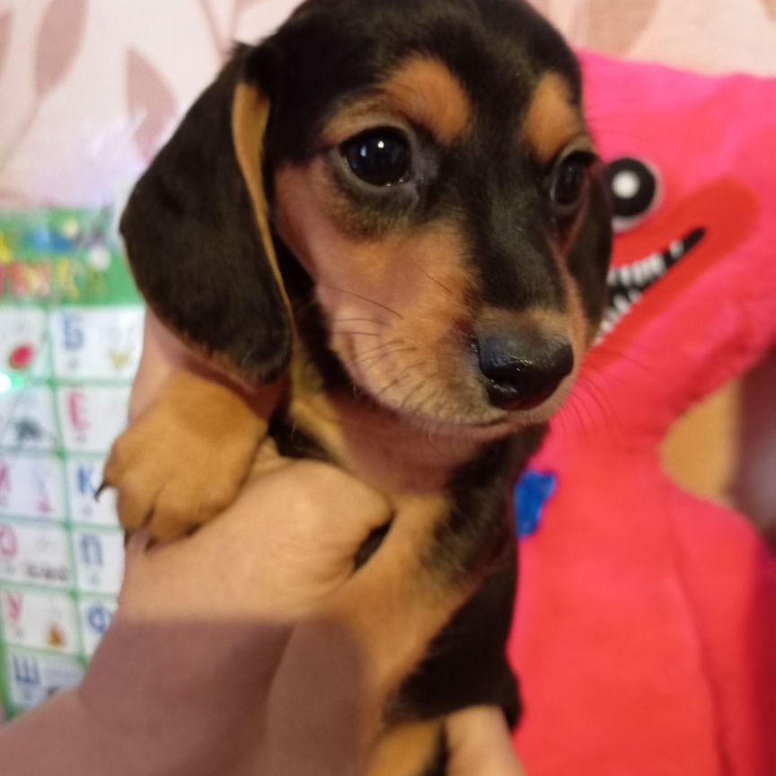 Такса стандарт