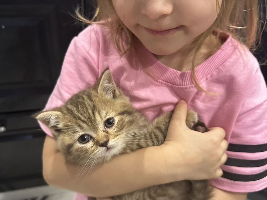 Британские котята