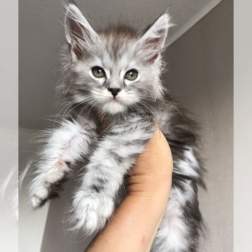 Мейн-кун котёнок
