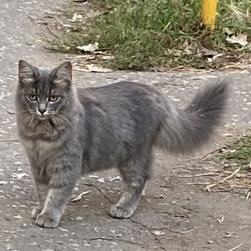 Сибирская кошечка