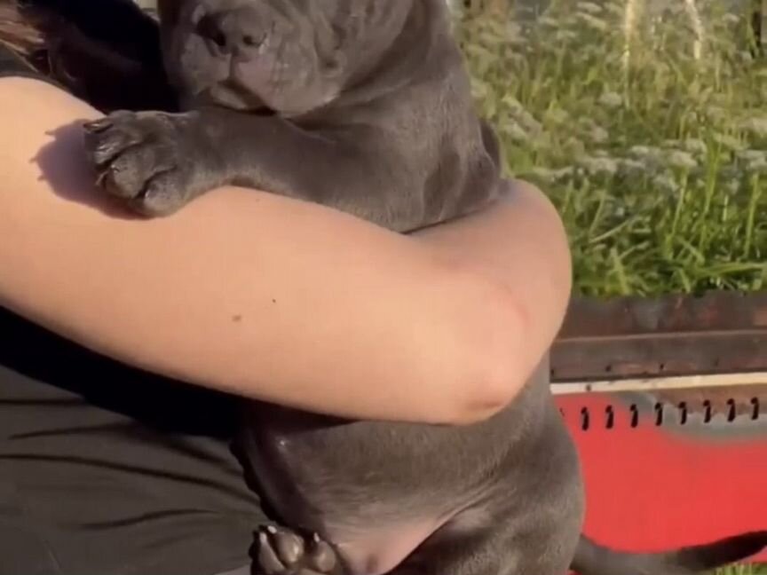 Американский булли девочка стандарт / классик