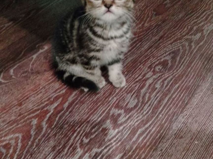 Британский кот