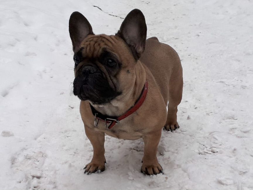 Французский бульдог