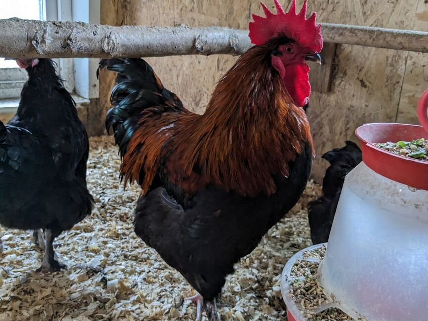 Семья кур маран черно-медный